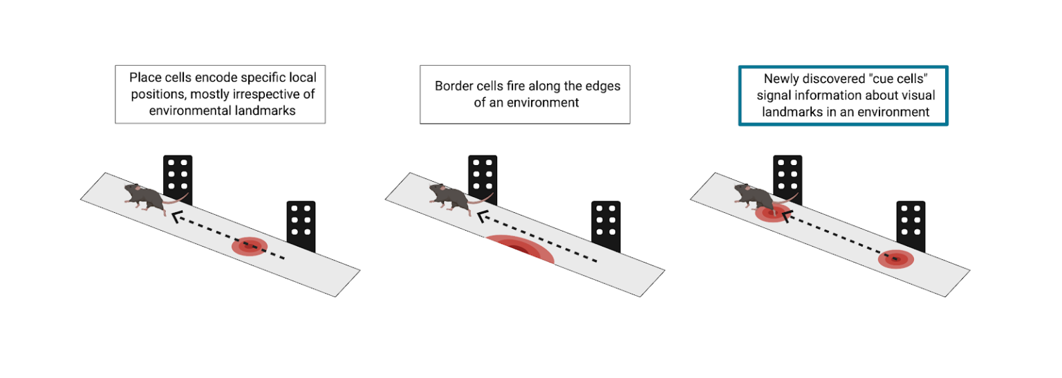 Understanding visual navigation - Princeton Insights