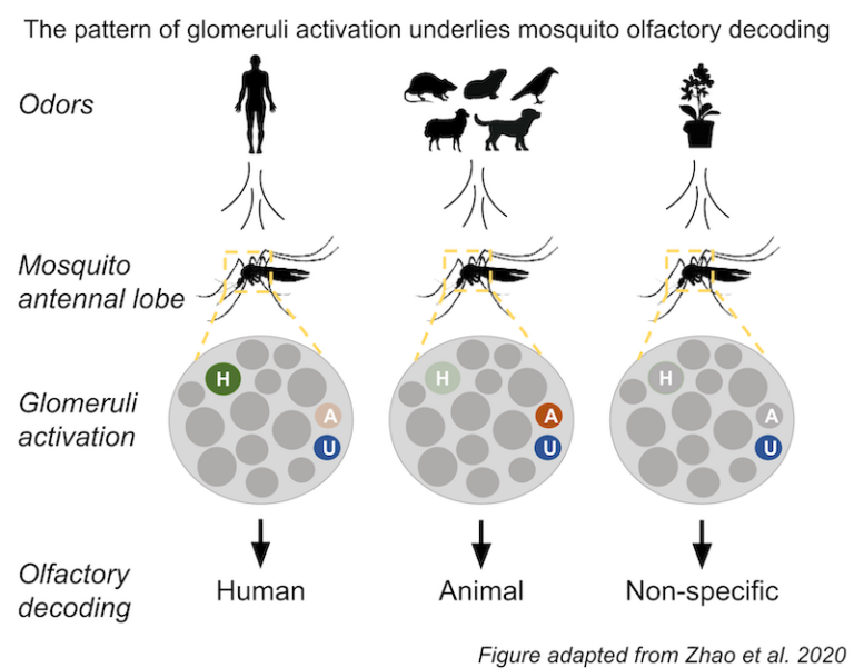Infectious mosquitoes decode the unique smell of humans to pick their ...