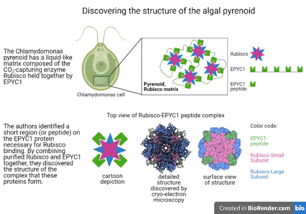 Structural insights into the liquid-like center of the eukaryotic CO2 ...