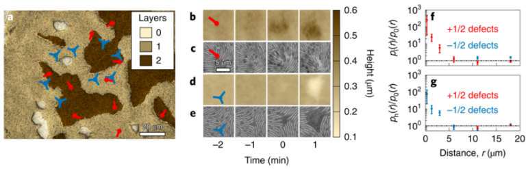 Topology helps slime bacteria form fruiting bodies - Princeton Insights