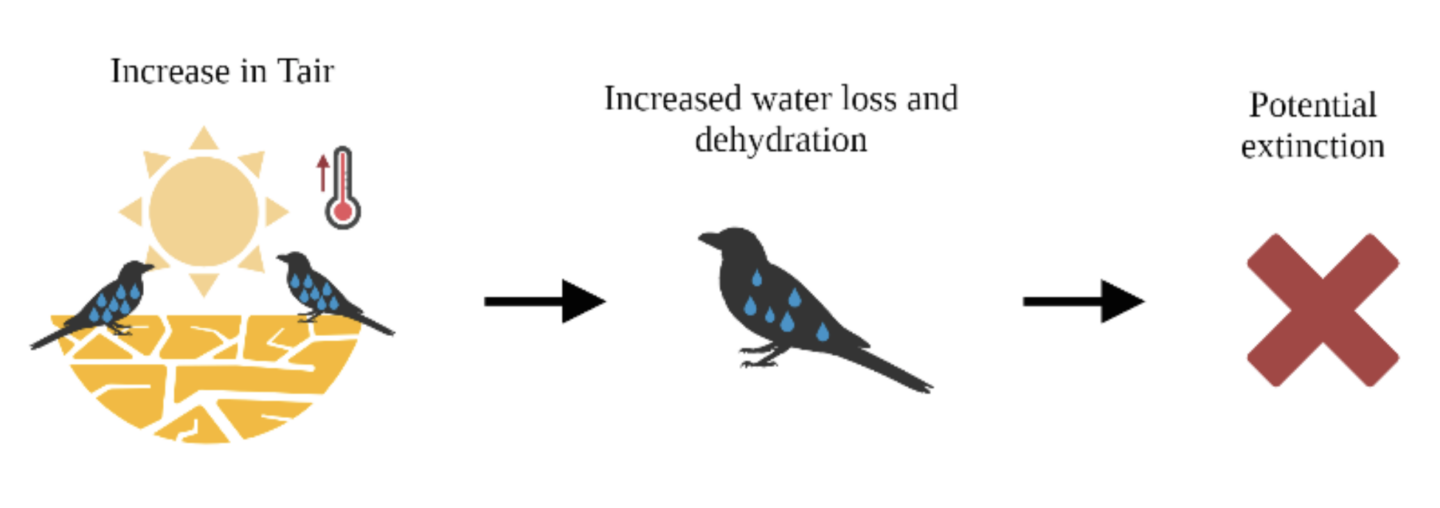 A Bird’s Eye View of the Impacts of Climate Change on Desert ...