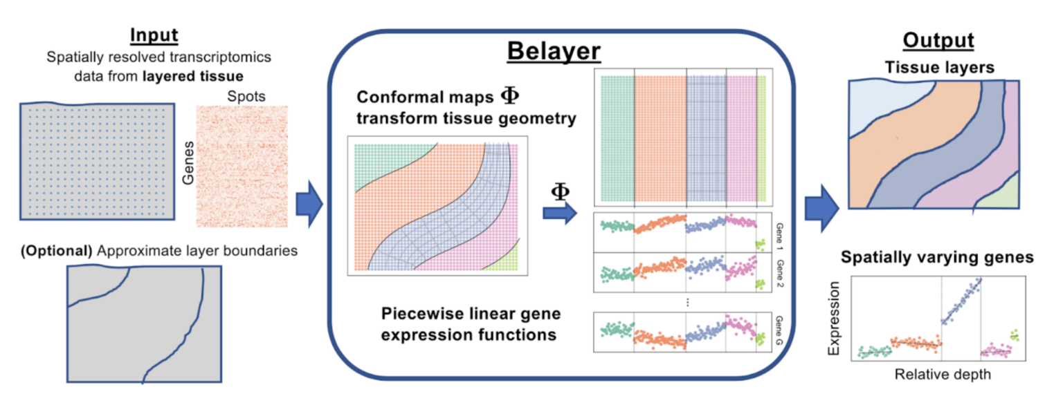 Belayer: Modeling Layered Tissues in Spatial Transcriptomics ...