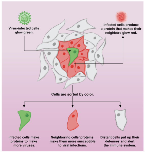 The Virus Microenvironment: How Cells React When Their Neighbors Get ...